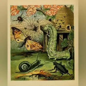 Vintage | Art | Vintage Insect And Nature Illustration Print | Poshmark